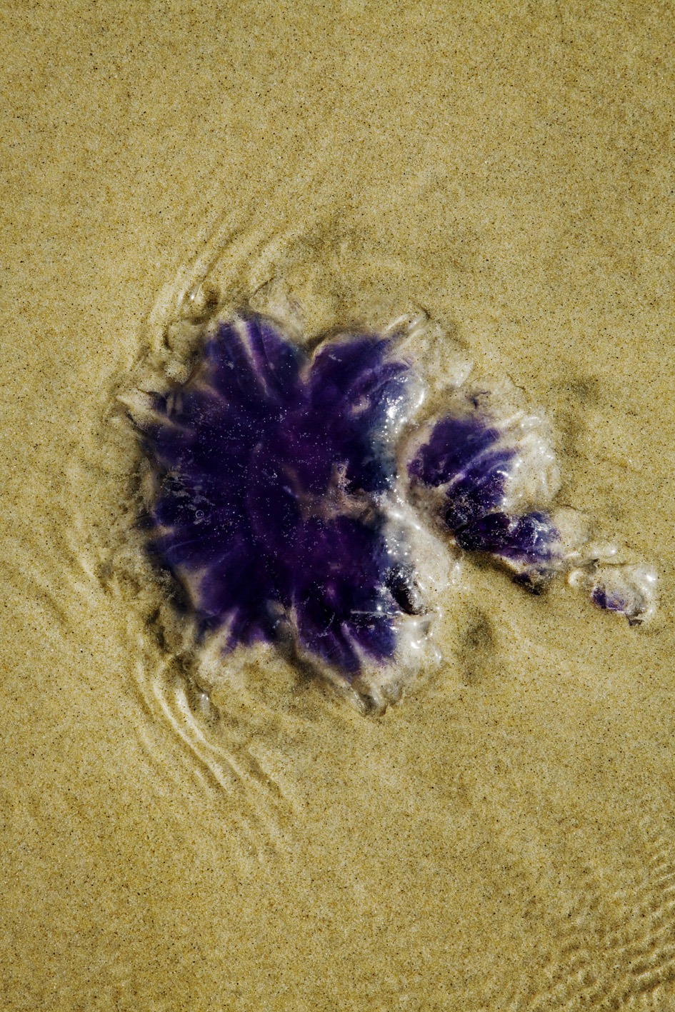 Pirate chicken : MIMI THORISSON