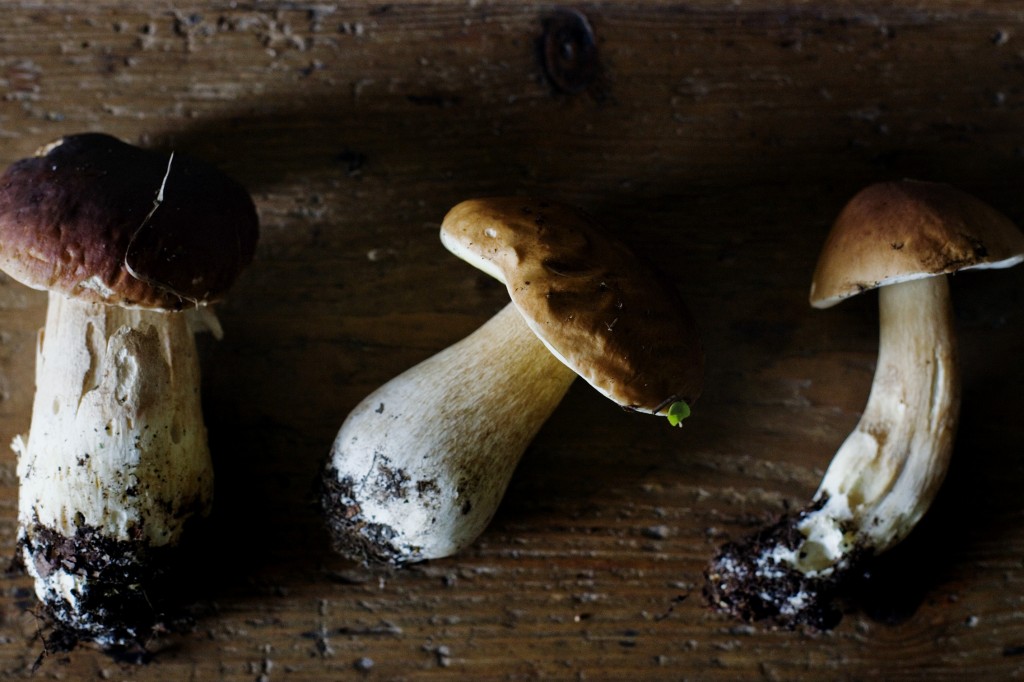 The wacky and wonderful world of cèpes : MIMI THORISSON